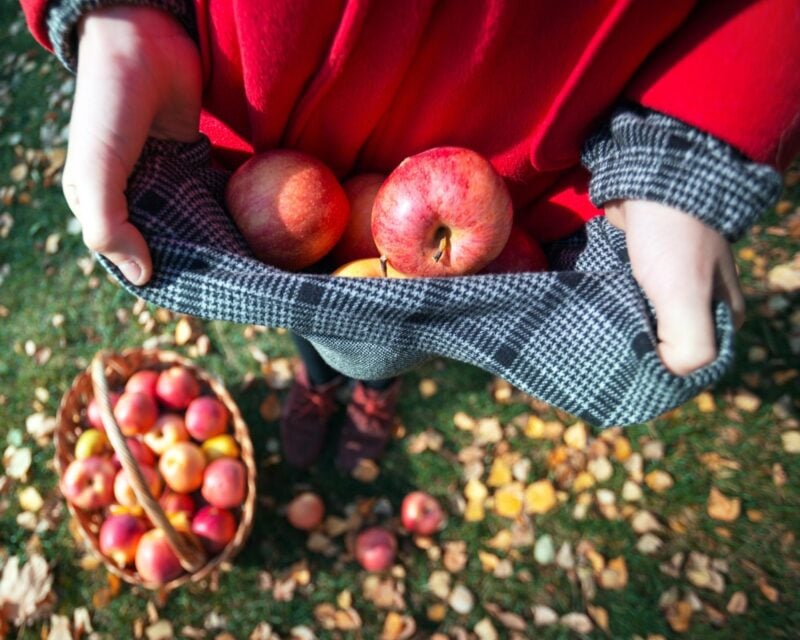 7 Ideas for Fun Fall Family Activities - Hip Mama's Place